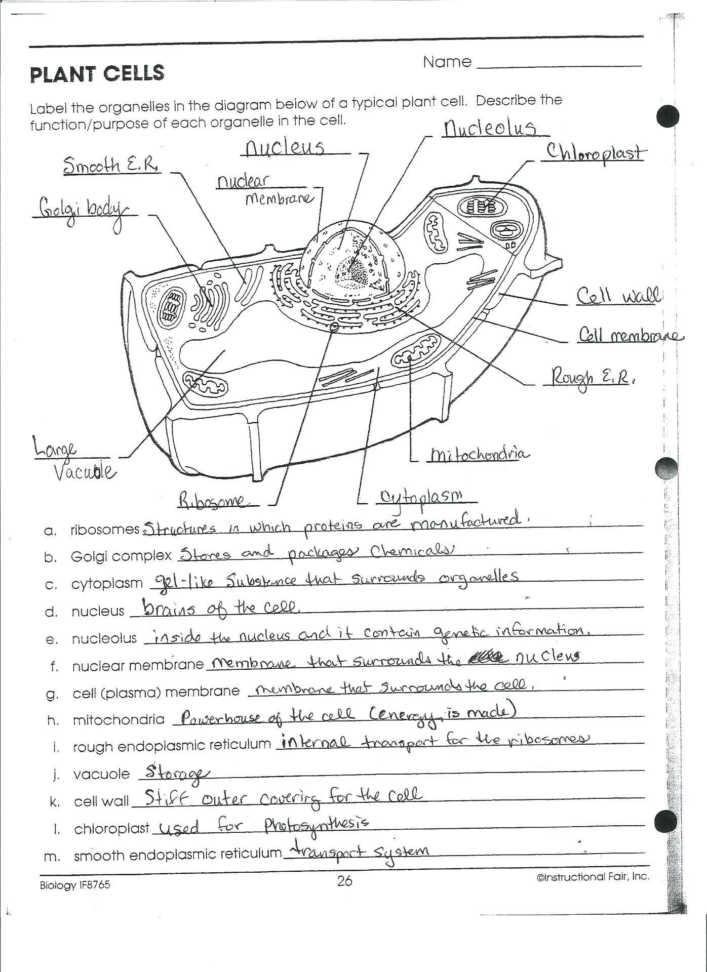 Cells Alive Worksheet Answer Key Worksheet For Education